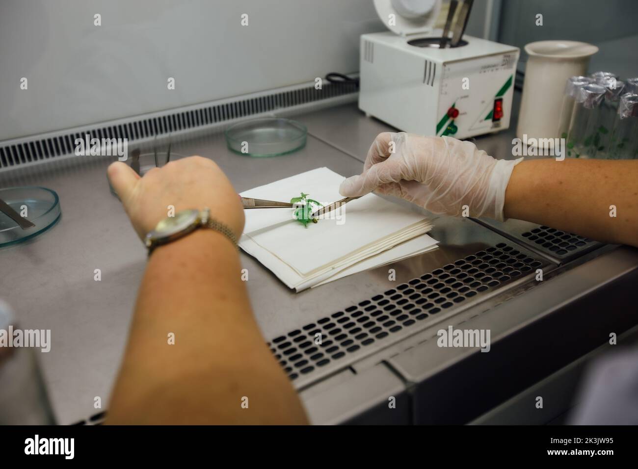 Graftage of micro plants in laboratory of biotechnology for in vitro ...