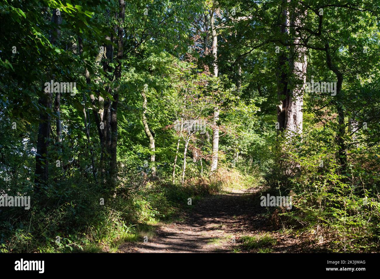 Sun shining through woodland in early autumn, Dorset, England Stock ...