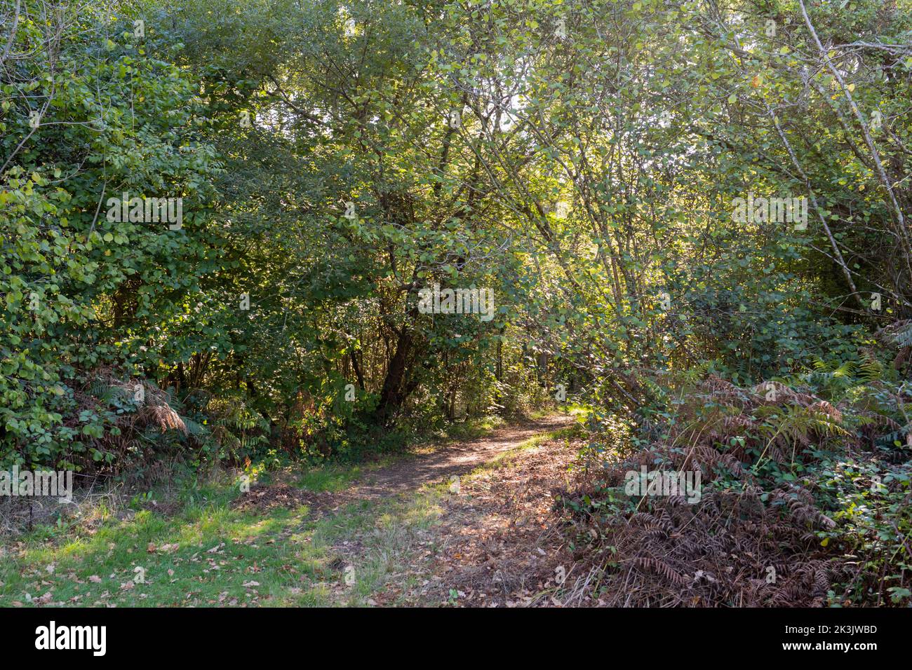Early autumn woodland, Dorset, England Stock Photo - Alamy