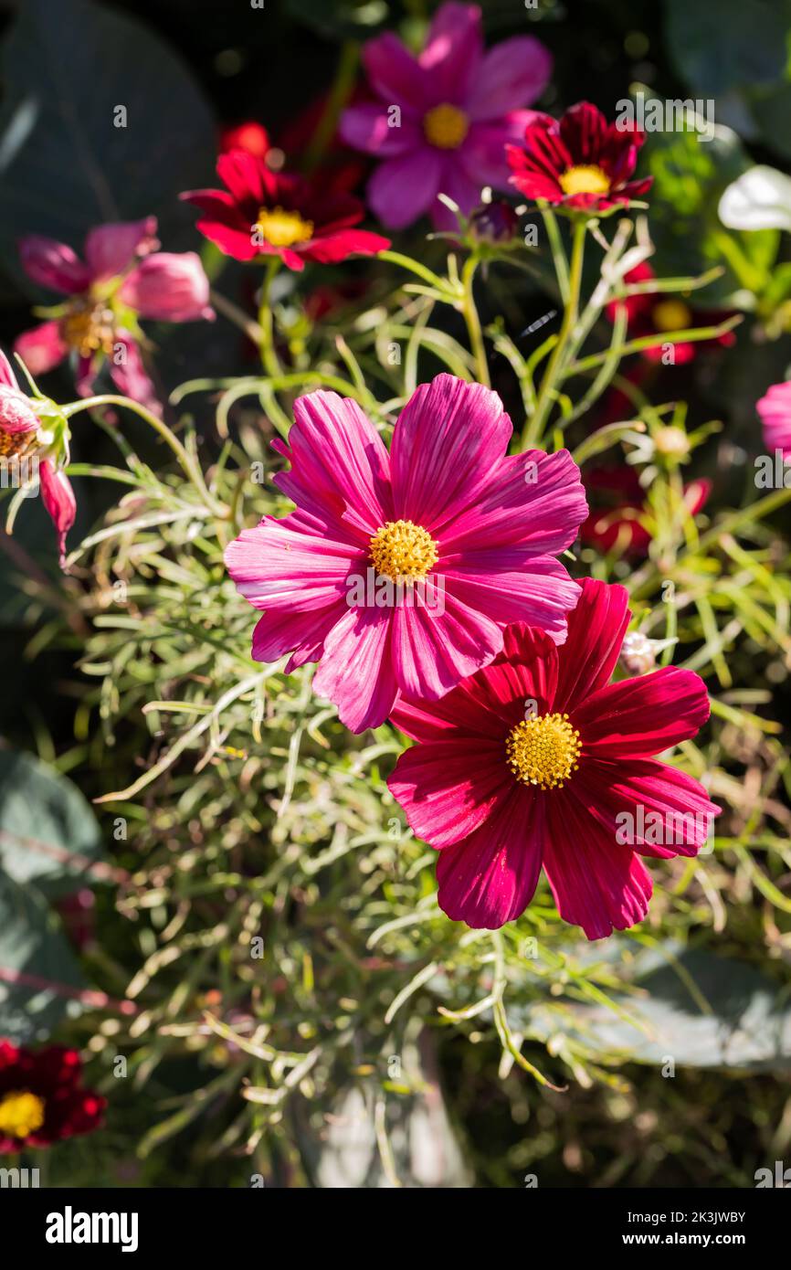 Cosmos bipinnatus flowers fuchsia pink colours Stock Photo - Alamy