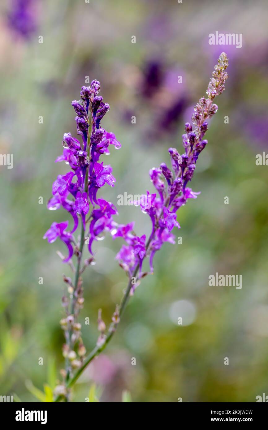 Purple Toadflax flowers closeup, Linaria purpurea in early autumn Stock ...