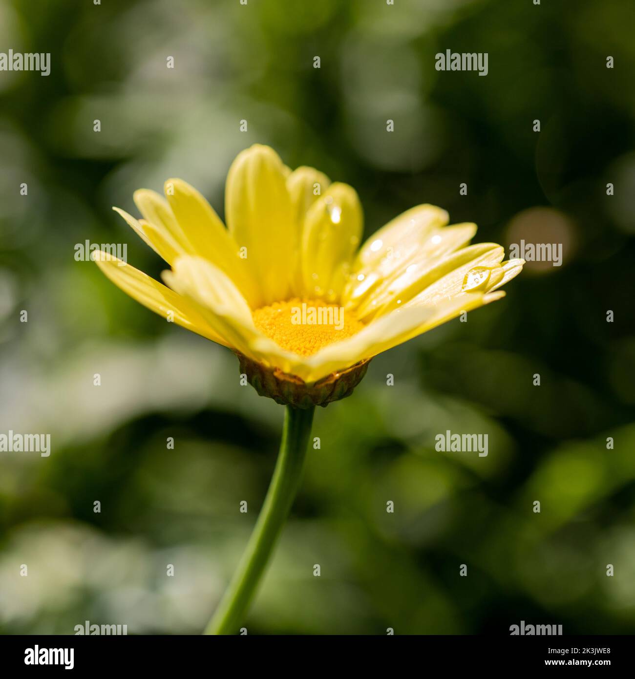 Yellow daisy flower with dew drops closeup Stock Photo - Alamy