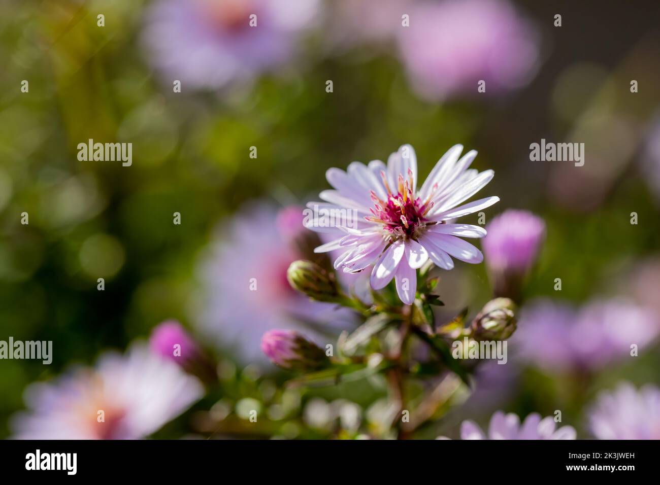 Small Aster flower closeup (Aster Small-Ness Stock Photo - Alamy