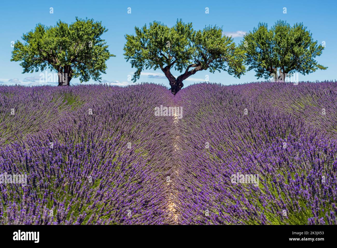 Scenic view of lavender field in Provence with three almond trees in ...