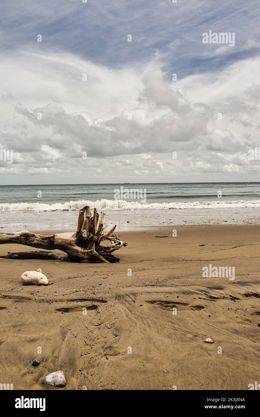 A beautiful view of stones and old trunk on the beach with the sea and ...