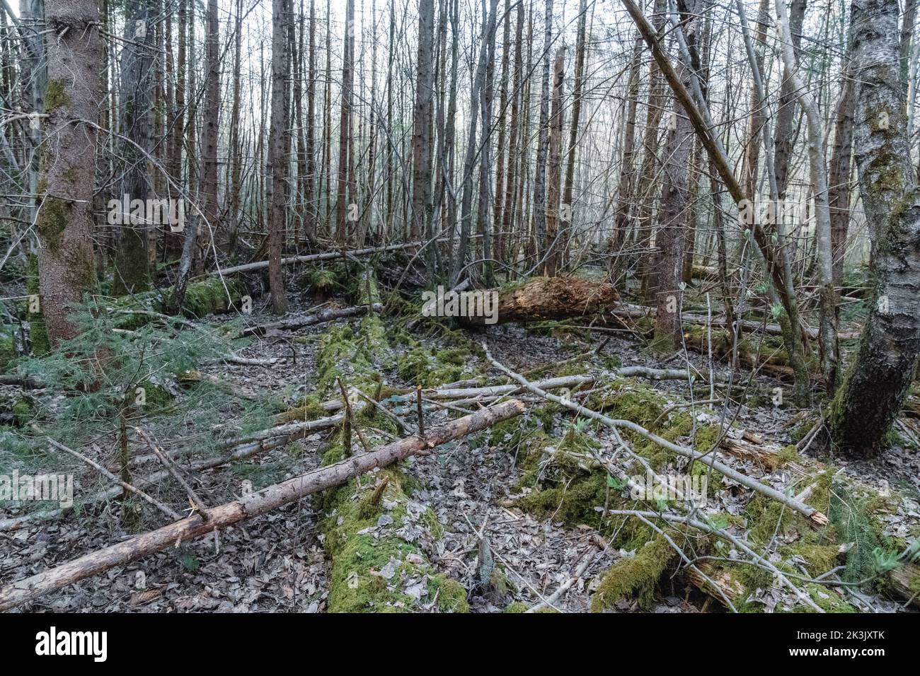 A broken and fallen trunks between trees in an abandoned forest Stock ...