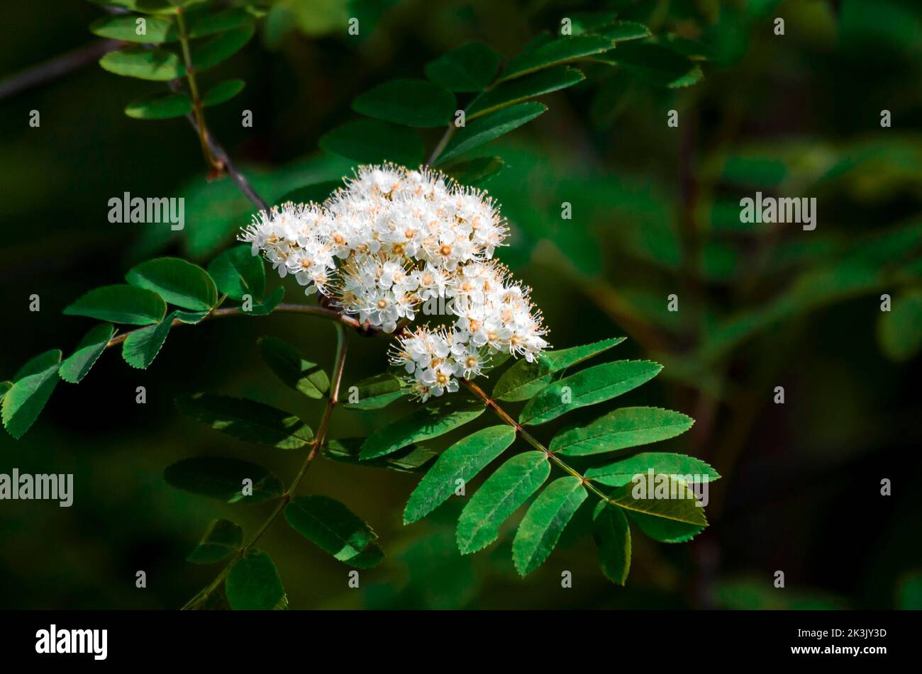 European Moiuntain-Ash that has naturalized in Pennsylvania's Pocono ...