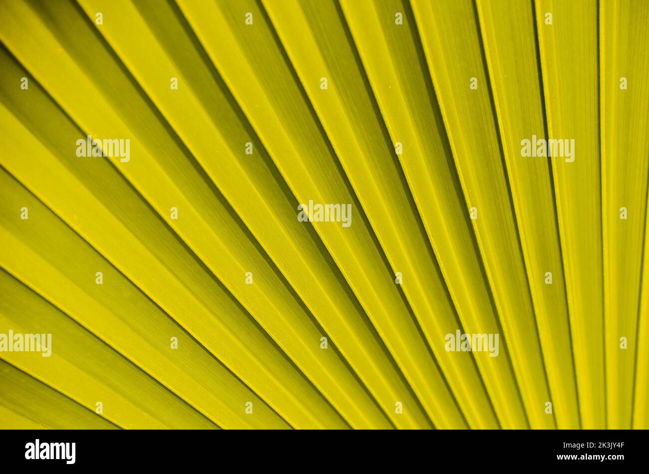 Texture of Green Palm Leaf Pattern Backround Stock Photo - Alamy