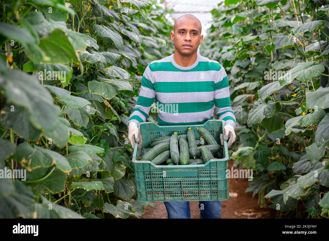 Man farmer carrying box with picked cucumbers Stock Photo - Alamy