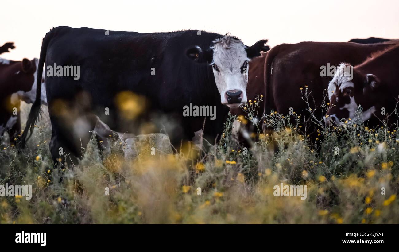 Cattle in Pampas landscape, La Pampa, Argentina Stock Photo - Alamy