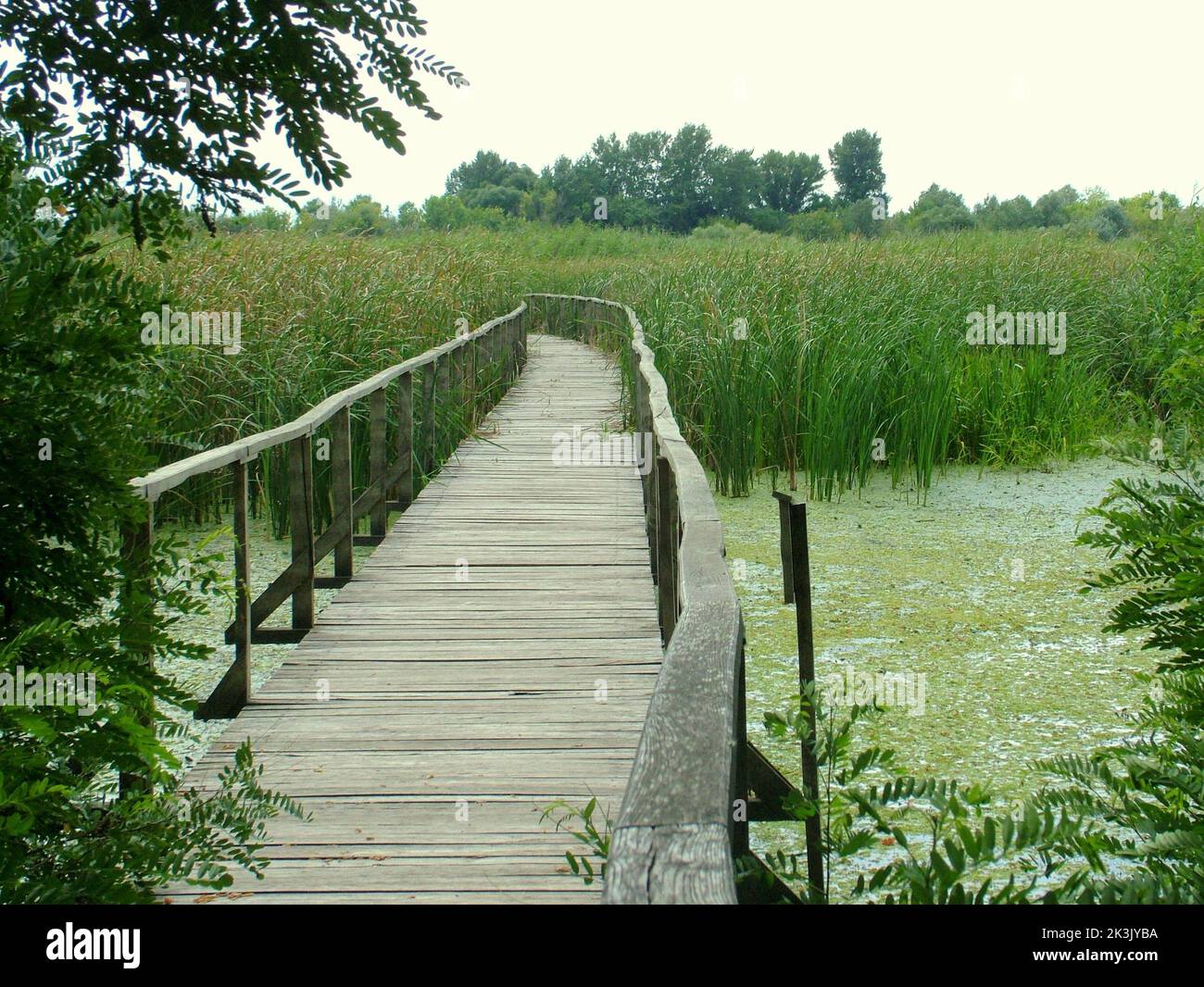 Wooden pathway over swamp hi-res stock photography and images - Alamy