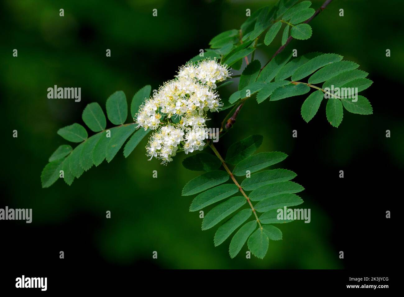 Ash tree flower hi-res stock photography and images - Alamy