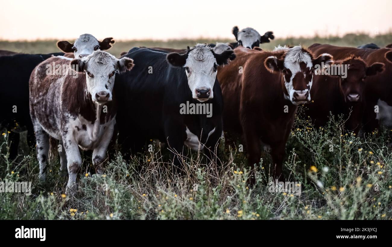Cattle in Pampas landscape, La Pampa, Argentina Stock Photo - Alamy