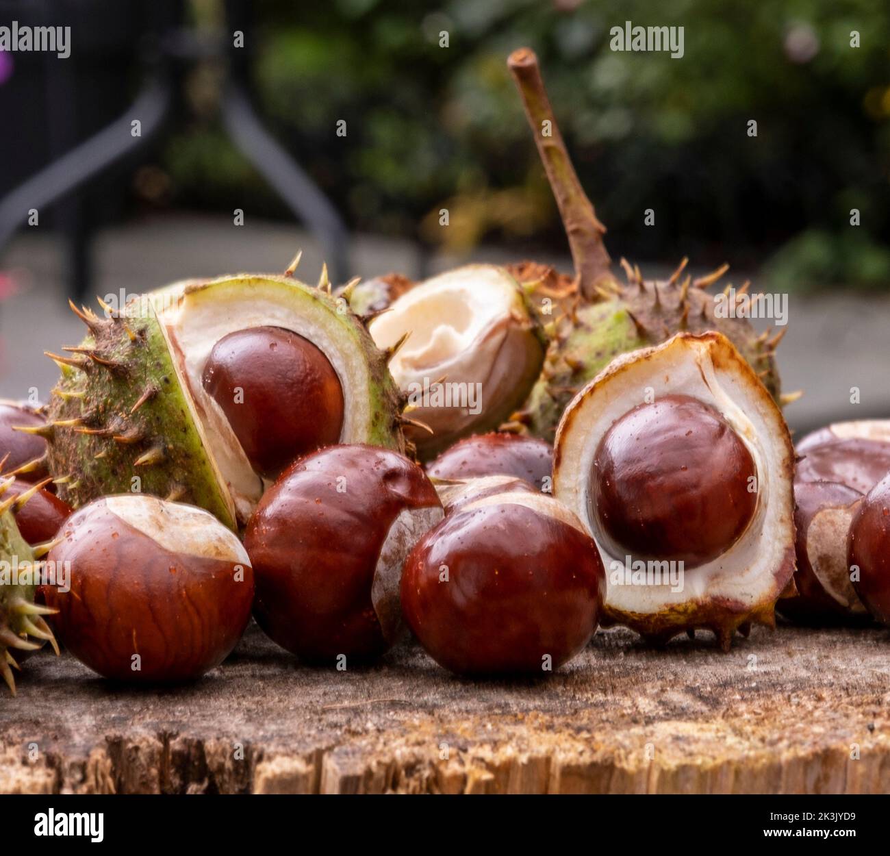 CHESTNUTS, CONKERS AUTUMN. chestnut's ARE THE BROWN GLOSSY SEEDS FROM ...
