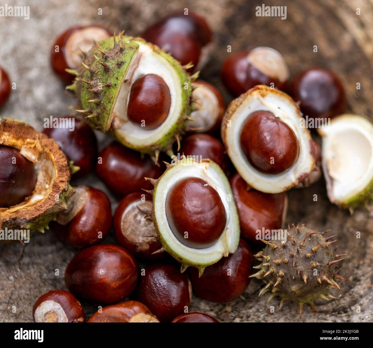 CHESTNUTS, CONKERS AUTUMN. chestnut's ARE THE BROWN GLOSSY SEEDS FROM ...