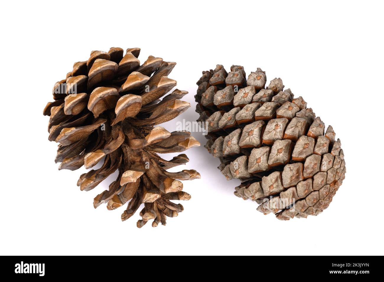 Two Pine cones isolated on white background Stock Photo - Alamy