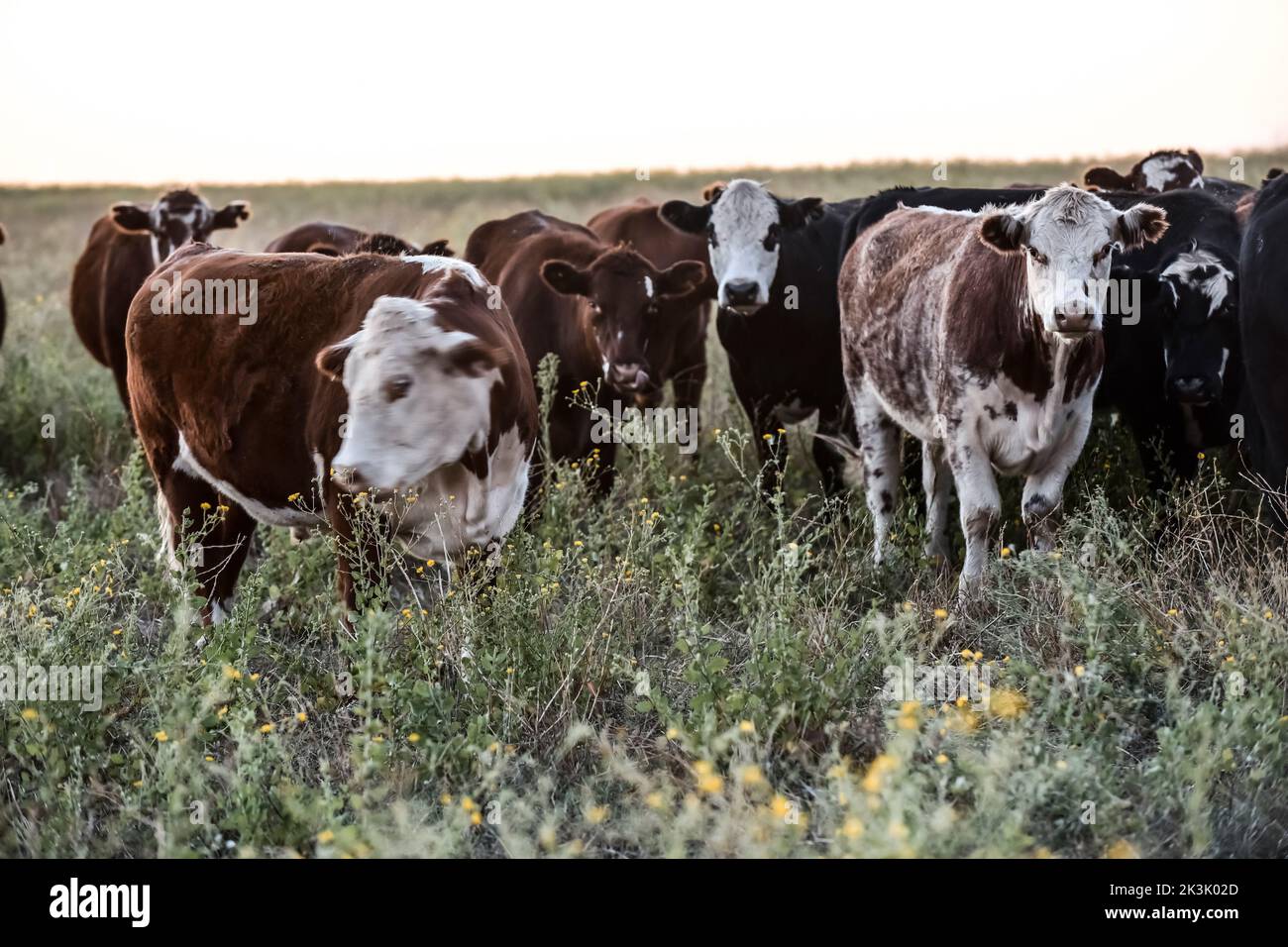 Cattle in Pampas landscape, La Pampa, Argentina Stock Photo - Alamy