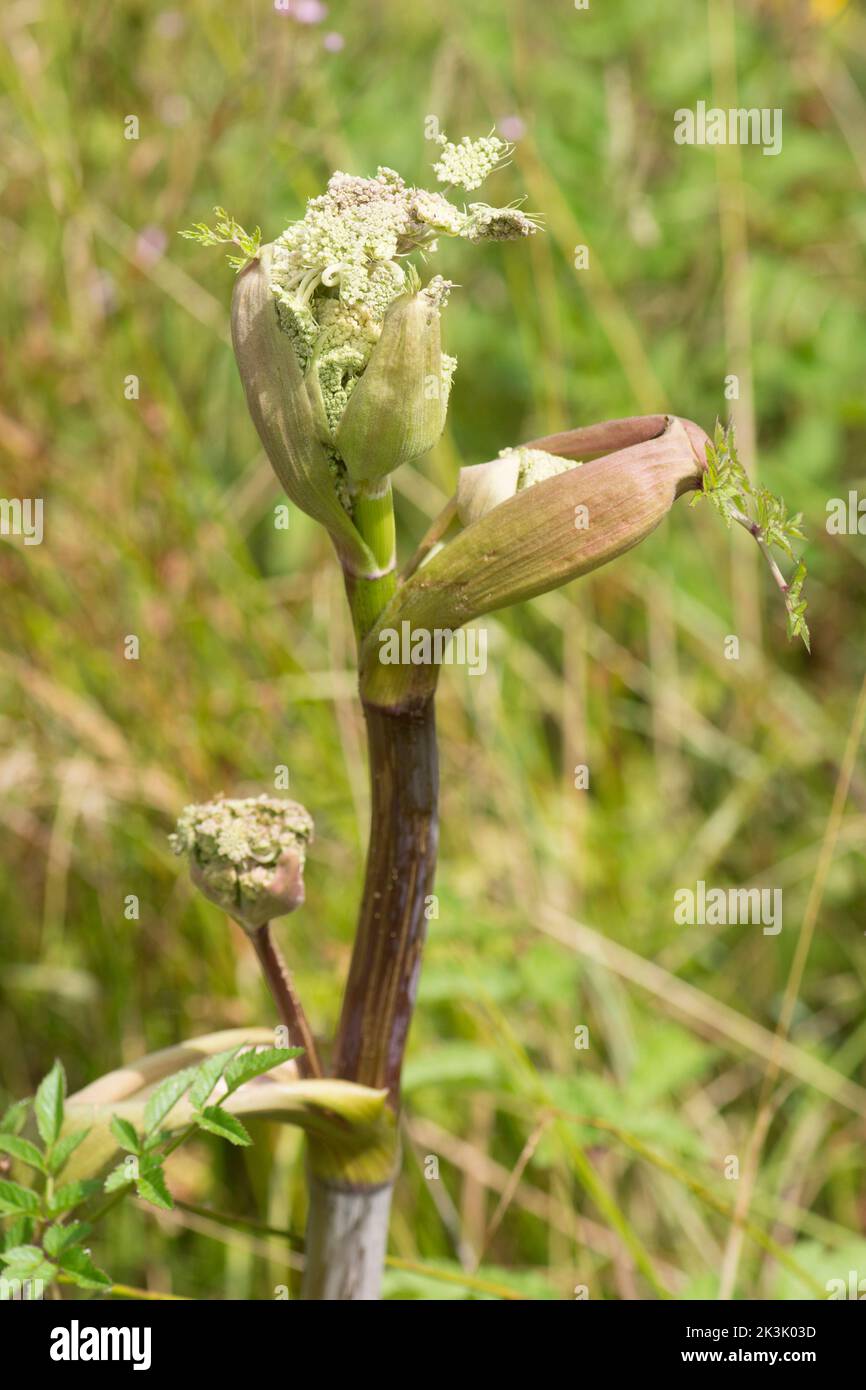 Wild Angelica, Angelica sylvestris, close-up of the developing umbels ...