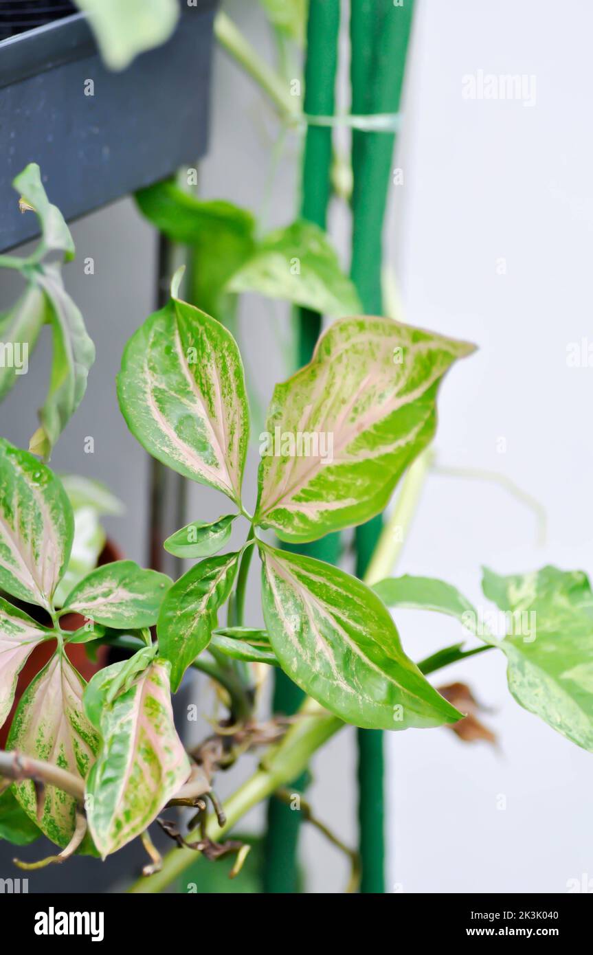 Tricolor Nephthytis,Syngonium podophyllum or ARACEAE or Syngonium plant ...