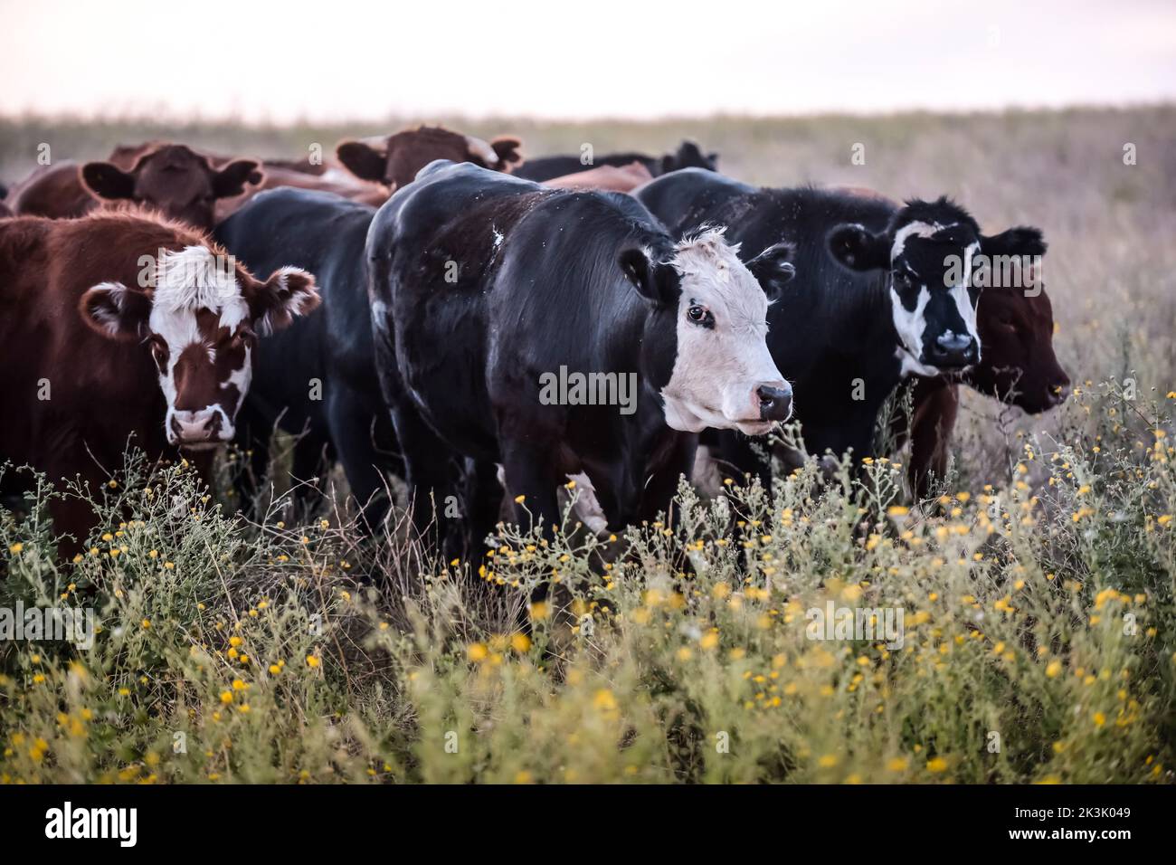 Cattle in Pampas landscape, La Pampa, Argentina Stock Photo - Alamy