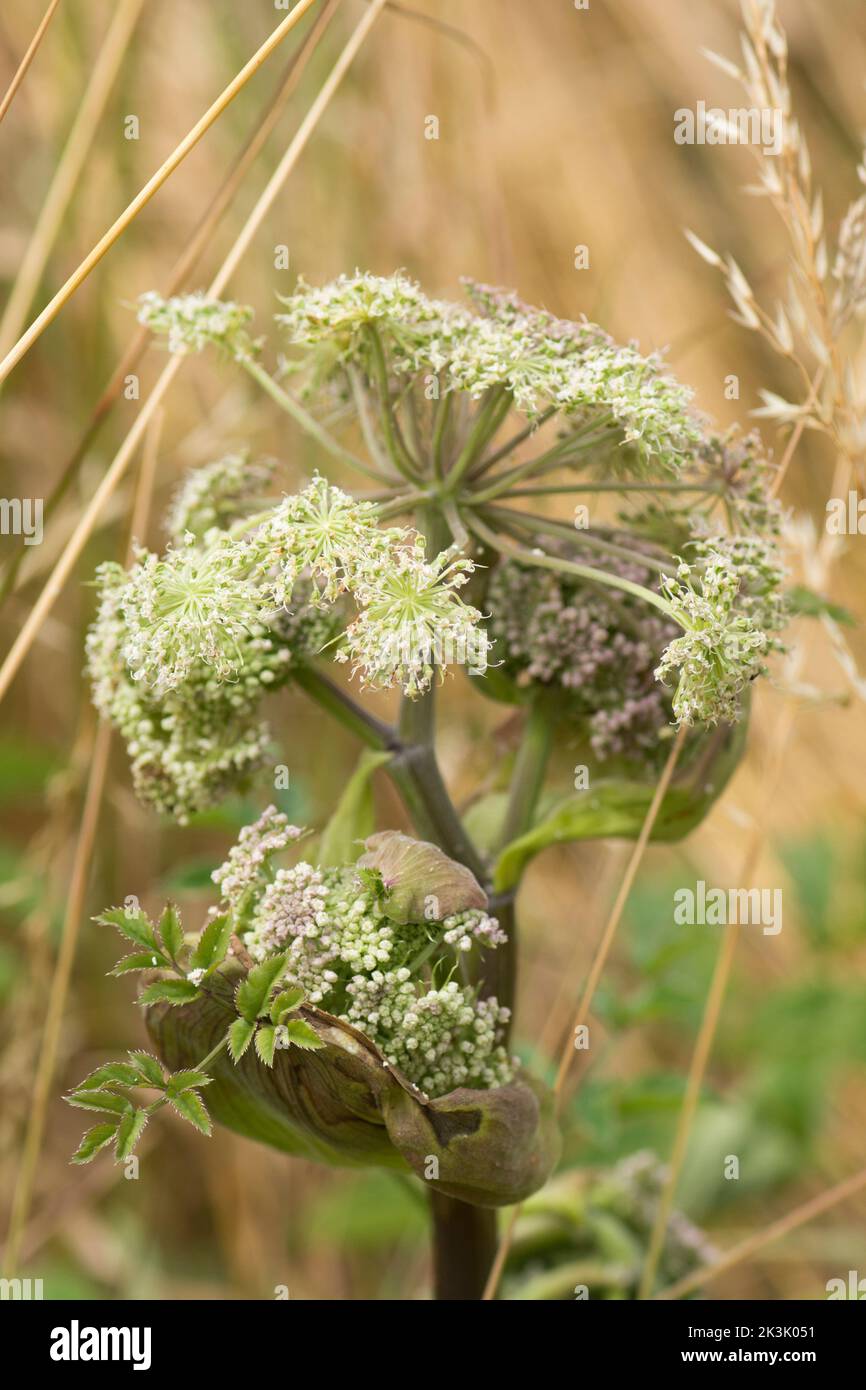 Wild Angelica, Angelica sylvestris, close-up of the developing umbels ...