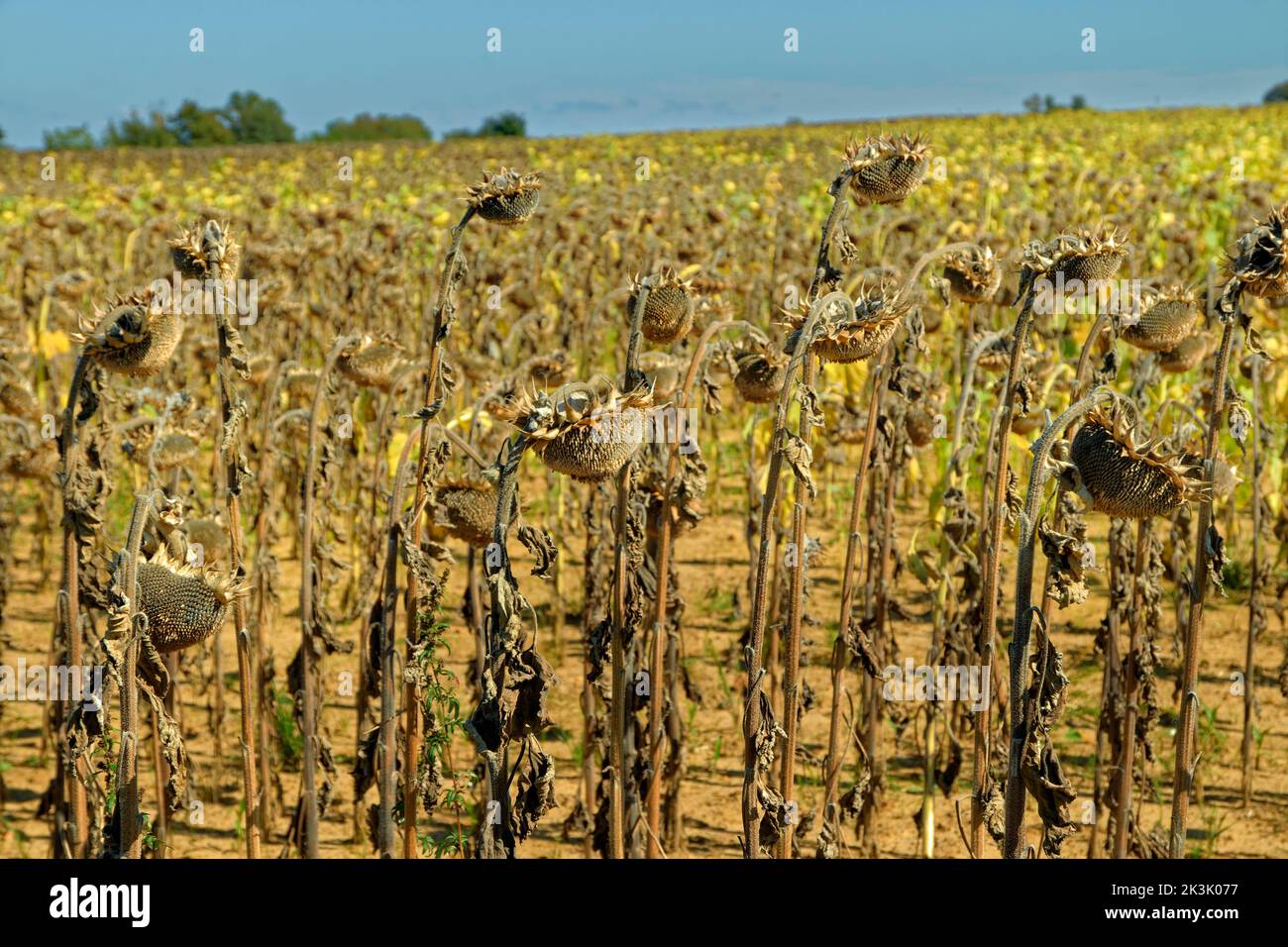 Sunflower crop failure.due to drought Stock Photo - Alamy