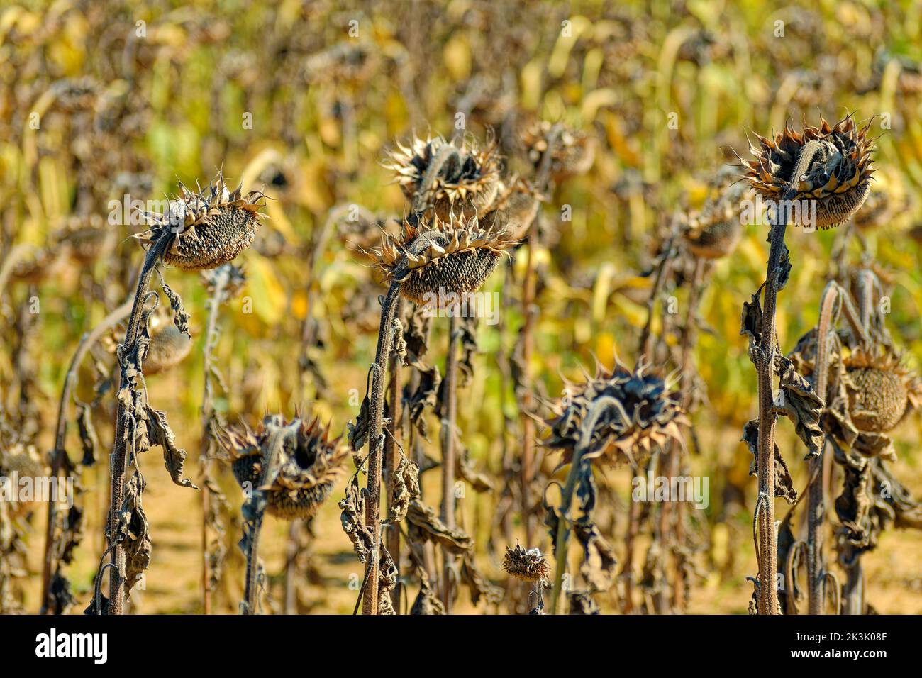 Sunflower crop failure.due to drought Stock Photo - Alamy