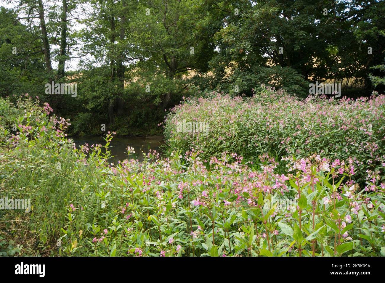 Himalayan balsam impatiens glandulifera on hi-res stock photography and ...