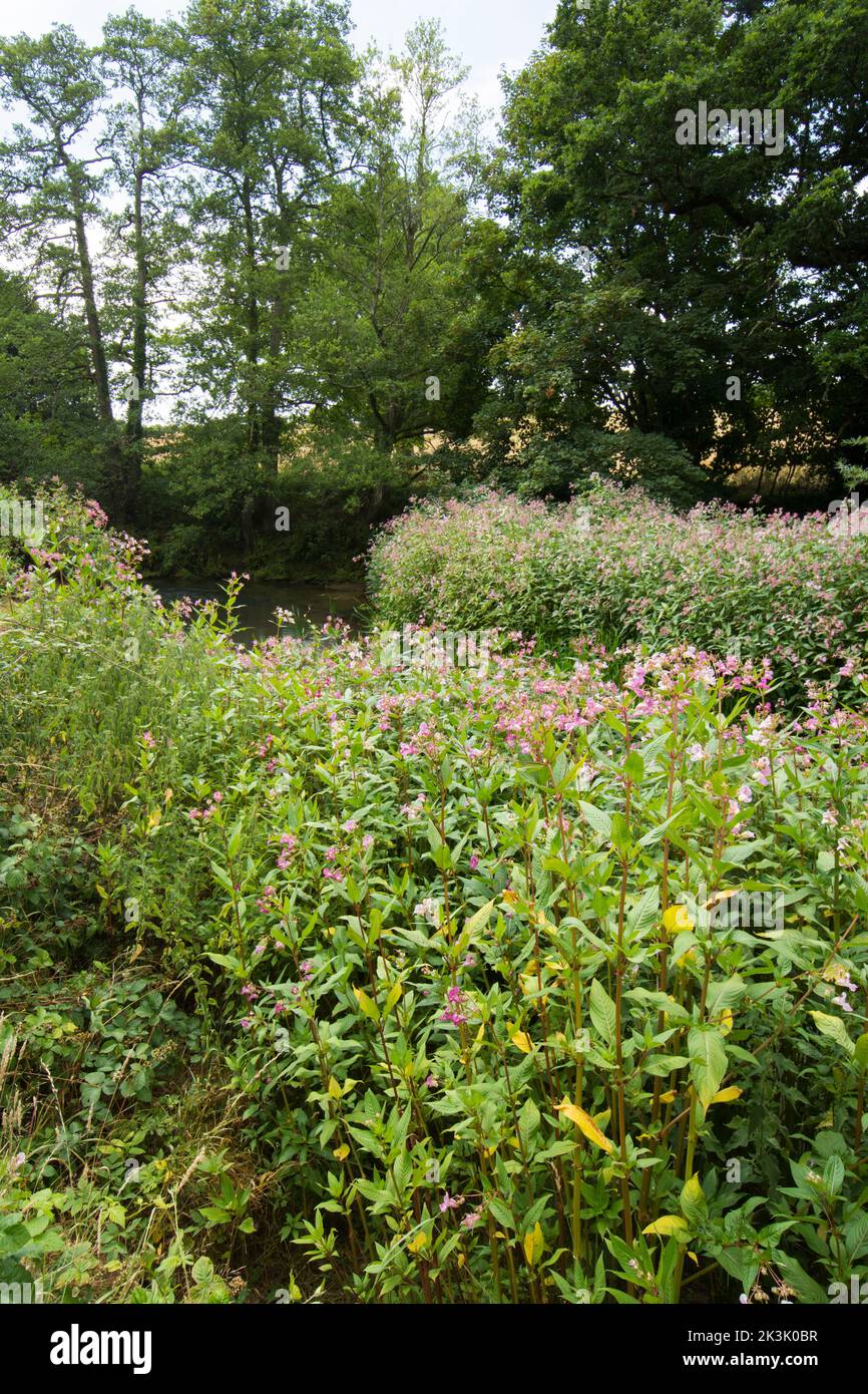 Himalayan balsam, Indian Balsam, Impatiens glandulifera, invasive plant ...