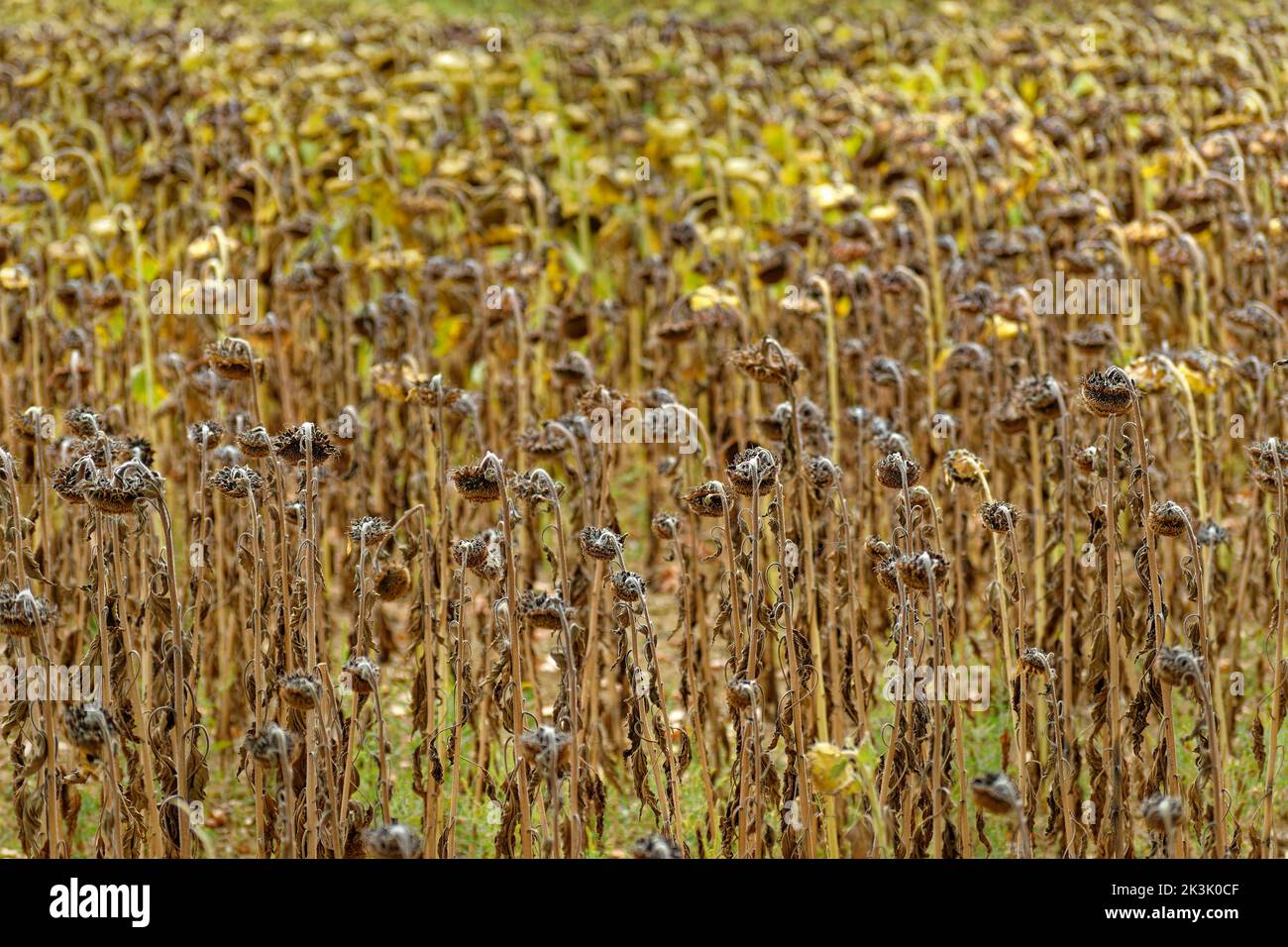 Sunflower crop failure.due to drought Stock Photo - Alamy