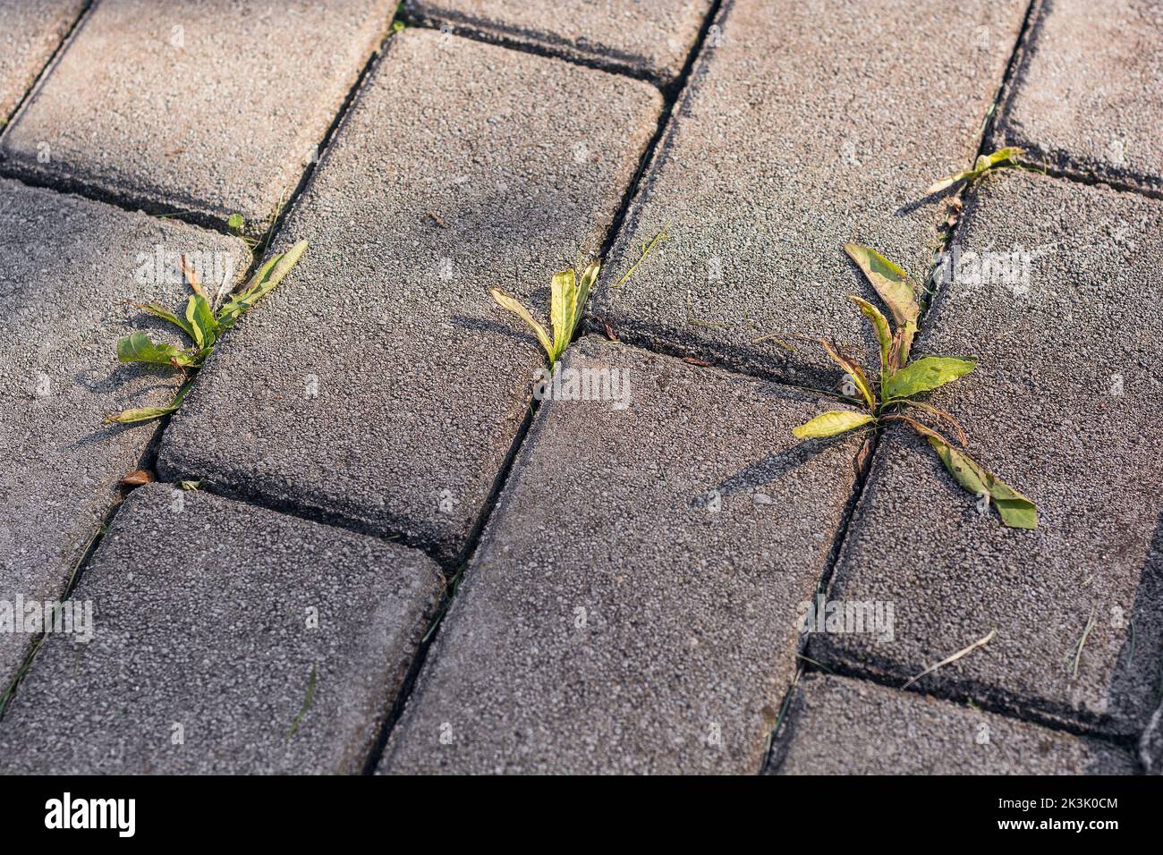 Weeds paving hi-res stock photography and images - Alamy