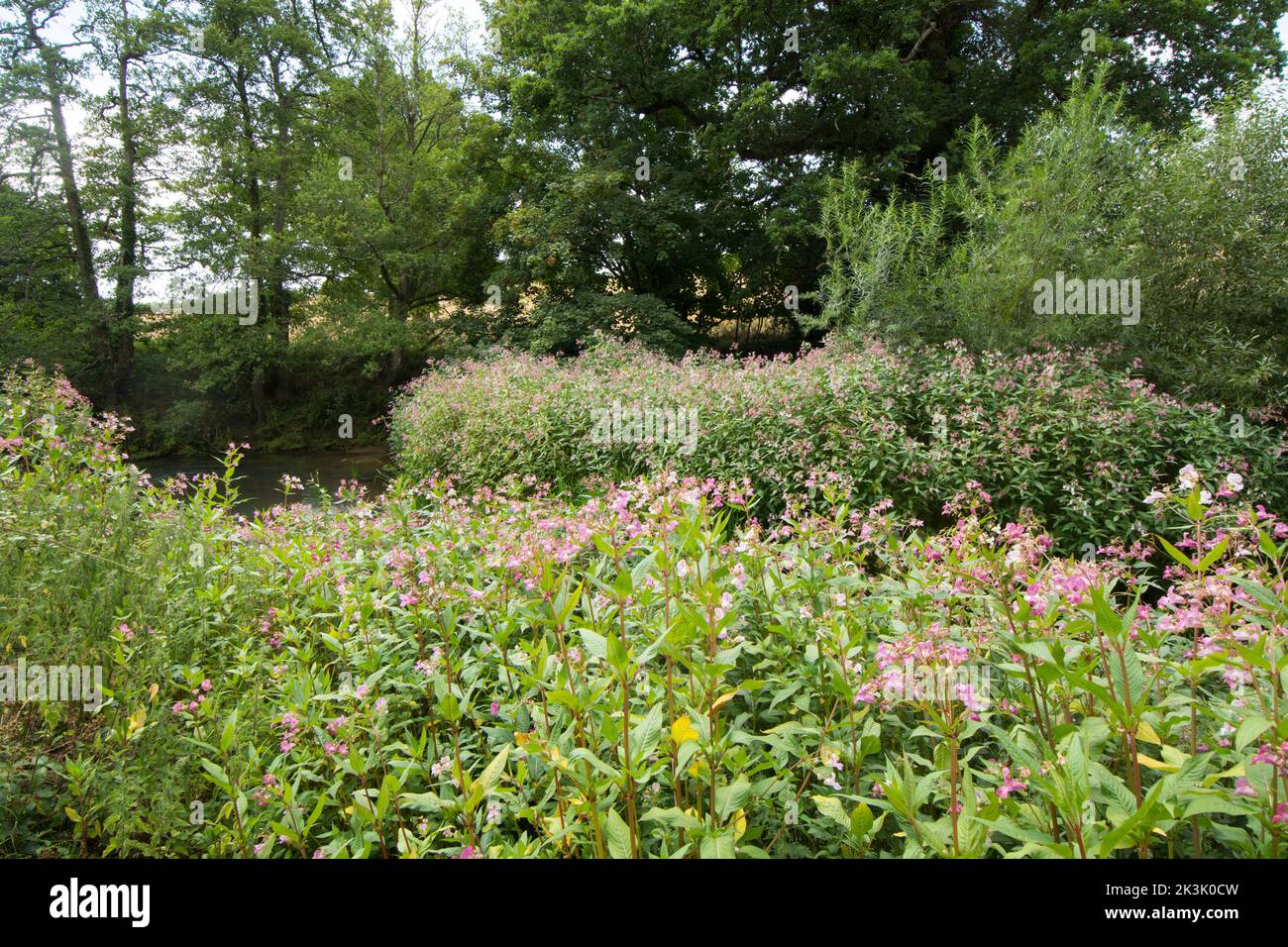 Himalayan balsam, Indian Balsam, Impatiens glandulifera, invasive plant ...