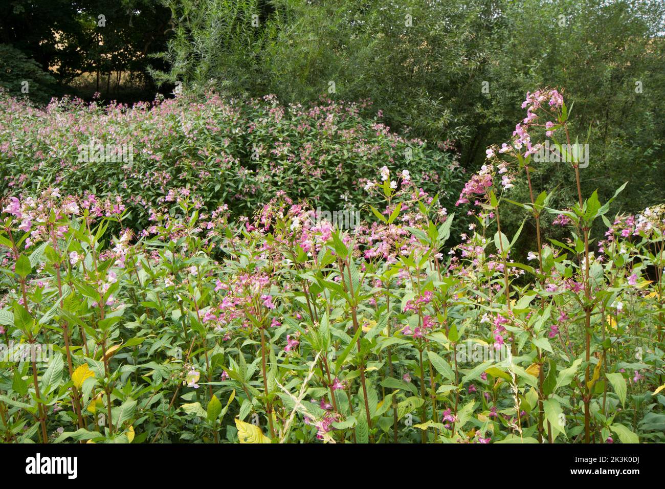 Himalayan balsam, Indian Balsam, Impatiens glandulifera, invasive plant ...