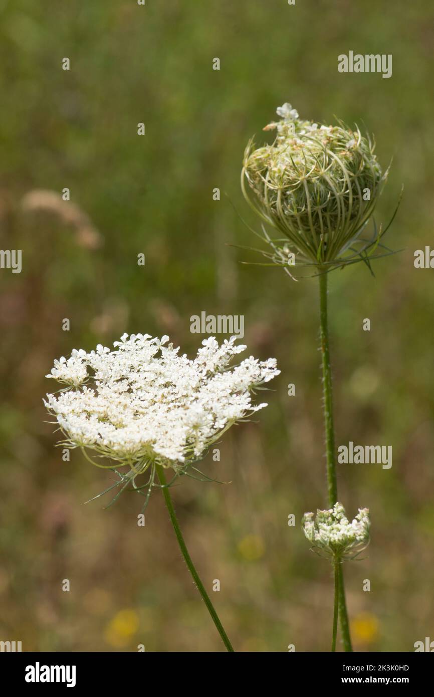 Wild Carrot, Daucus carota, Bishop's Lace, Queen Anne's Lace, two ...