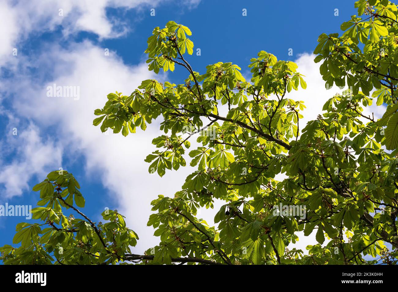 Low angle view of chestnut tree branch with fresh spring green leaves ...