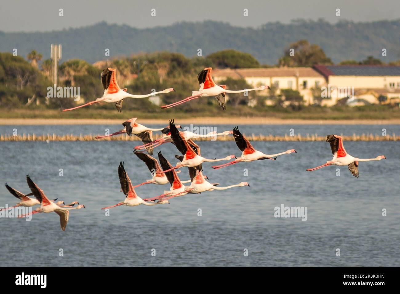 Birds flying low over water hi-res stock photography and images - Alamy