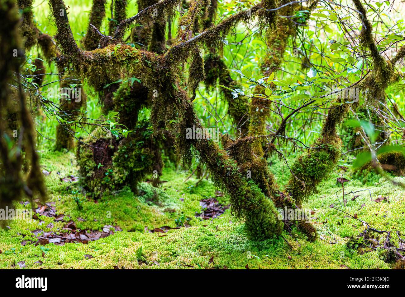 Ancient trees and vines covered by moss inside highest level of ...