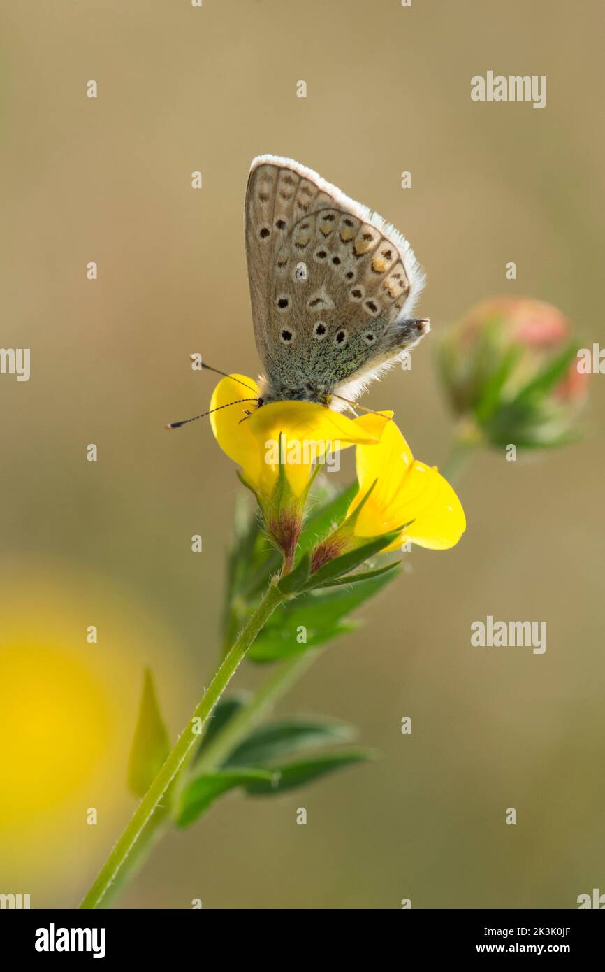 Common Blue butterfly, Polyommatus icarus, feeding on Greater Bird's ...