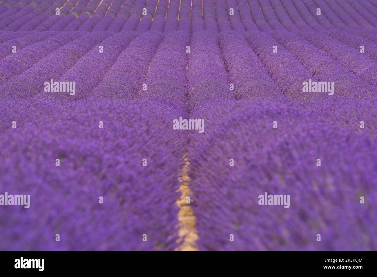 Scenic view of lavender field in Provence during summer daylight Stock Photo - Alamy