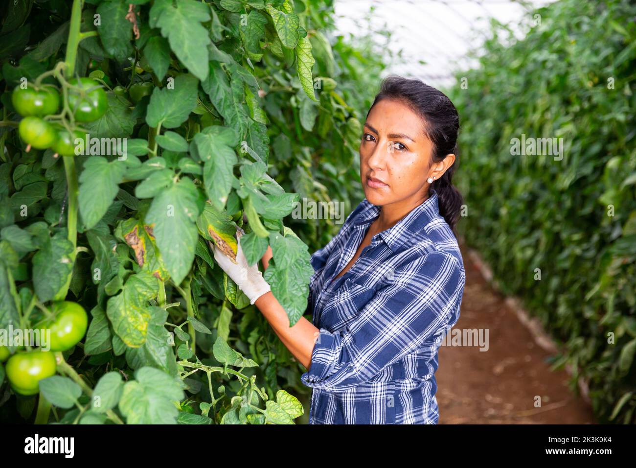 Female farmer controlling ripening of tomatoes in glasshouse Stock Photo - Alamy