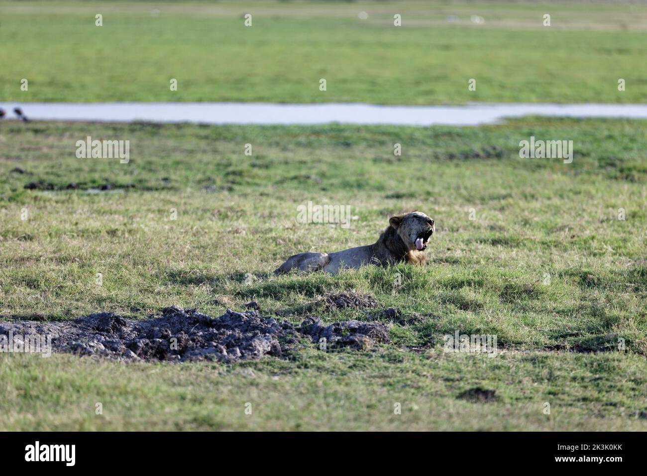 Starving animal hi-res stock photography and images - Alamy