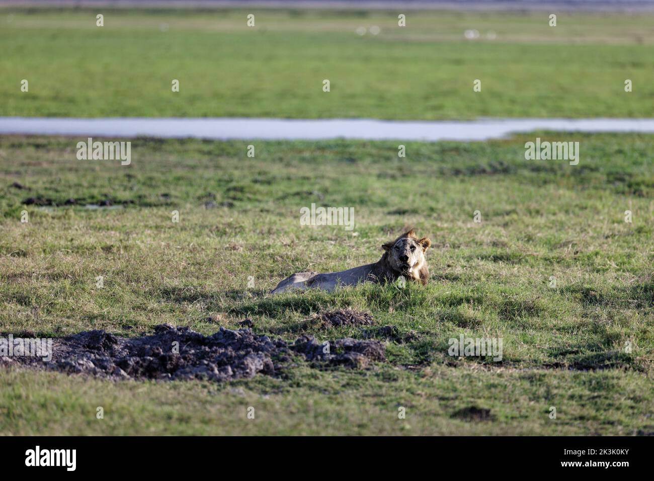 A young starving male lion resting in the grass in a field Stock Photo ...