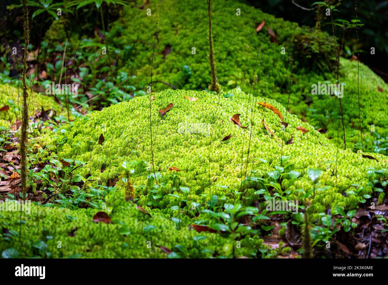 Close focus on mossy slope area of tropical rainforest Stock Photo - Alamy