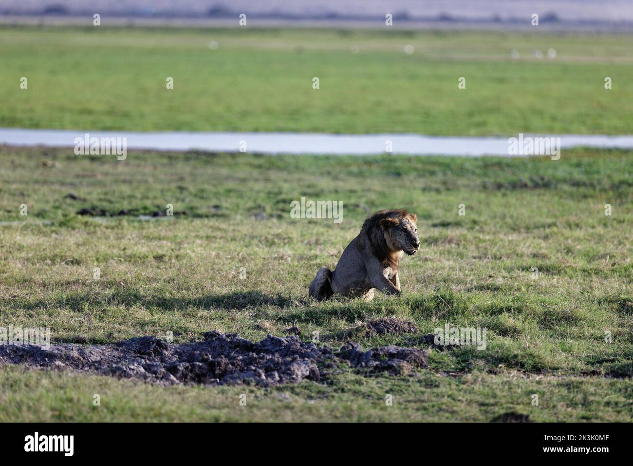 Starving animal hi-res stock photography and images - Alamy