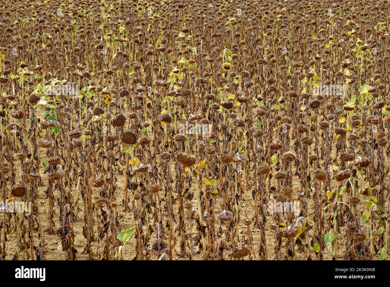 Sunflower crop failure.due to drought Stock Photo - Alamy