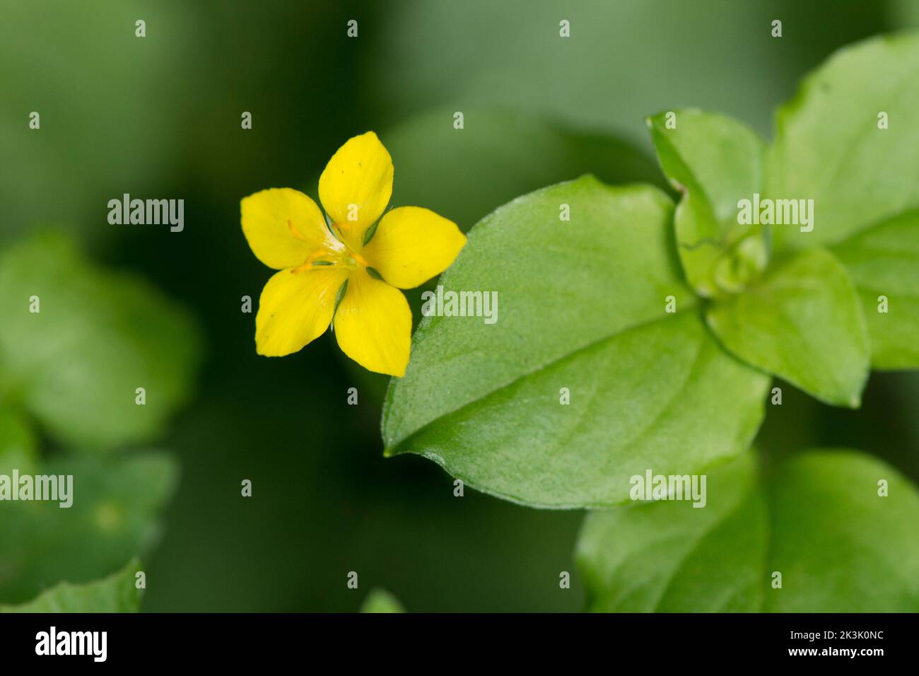 Yellow Pimpernel, Lysimachia nemorum, small yellow wild flower, Sussex ...
