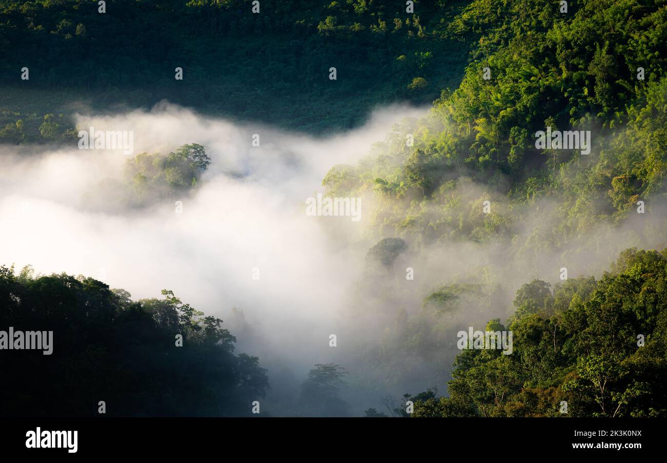 Aerial view of fog touching sunlight covered tree area inside tropical ...