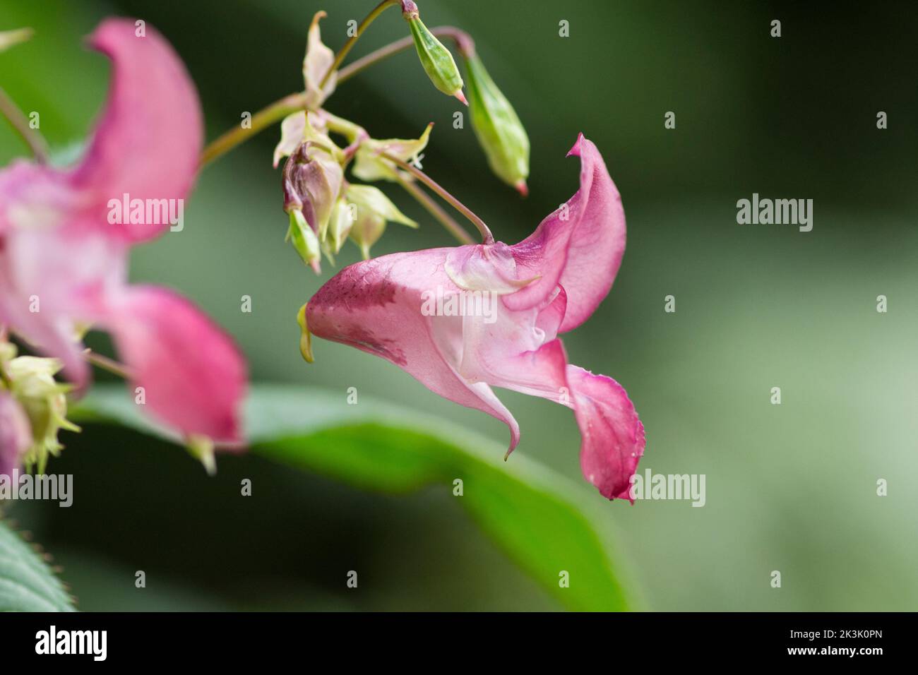 Himalayan balsam, Indian Balsam, Impatiens glandulifera, close-up of ...