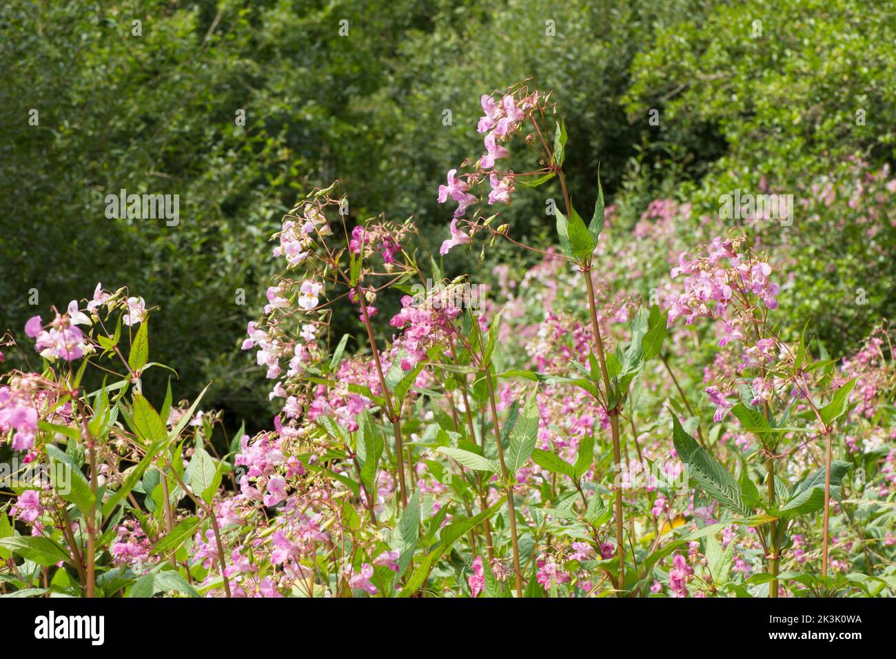 Himalayan balsam, Indian Balsam, Impatiens glandulifera, invasive plant ...