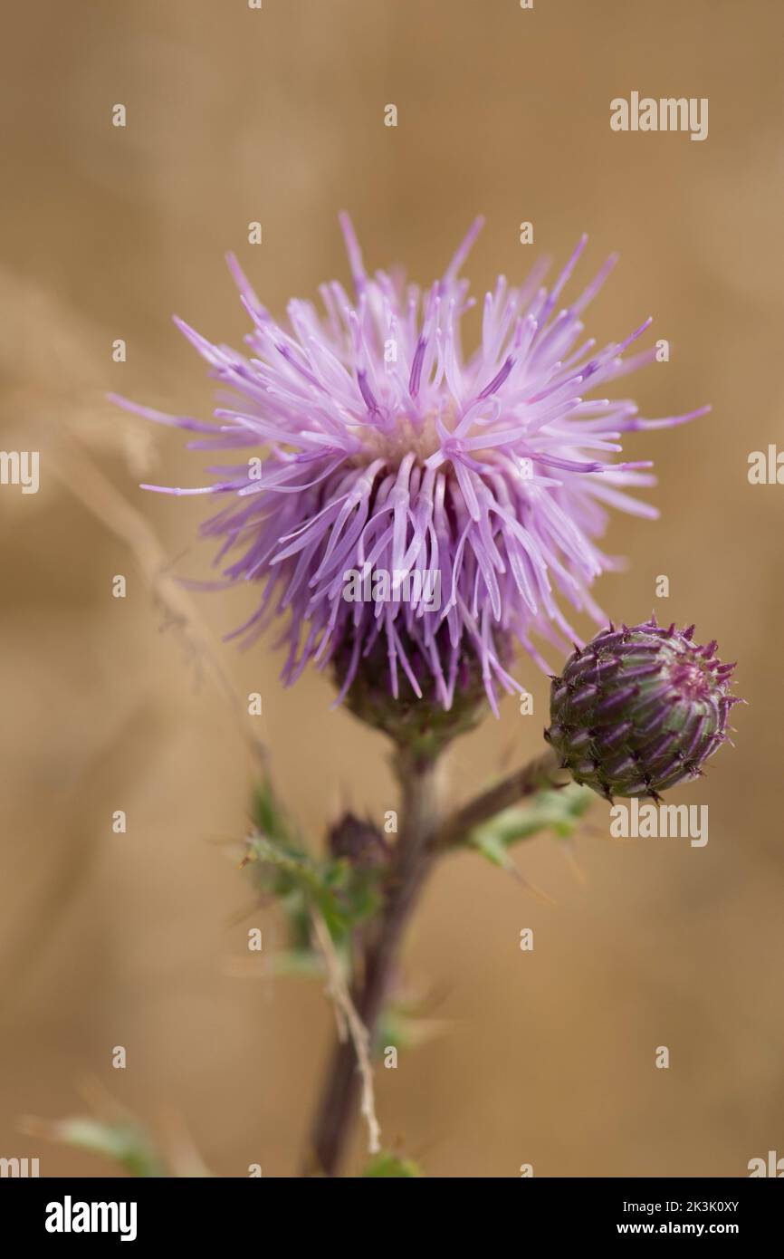 Lesser knapweed, Common knapweed and Black knapweed., Centaurea nigra ...